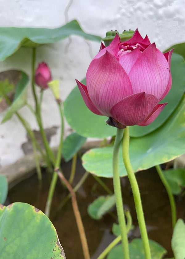 Atma Manthan – Kora India